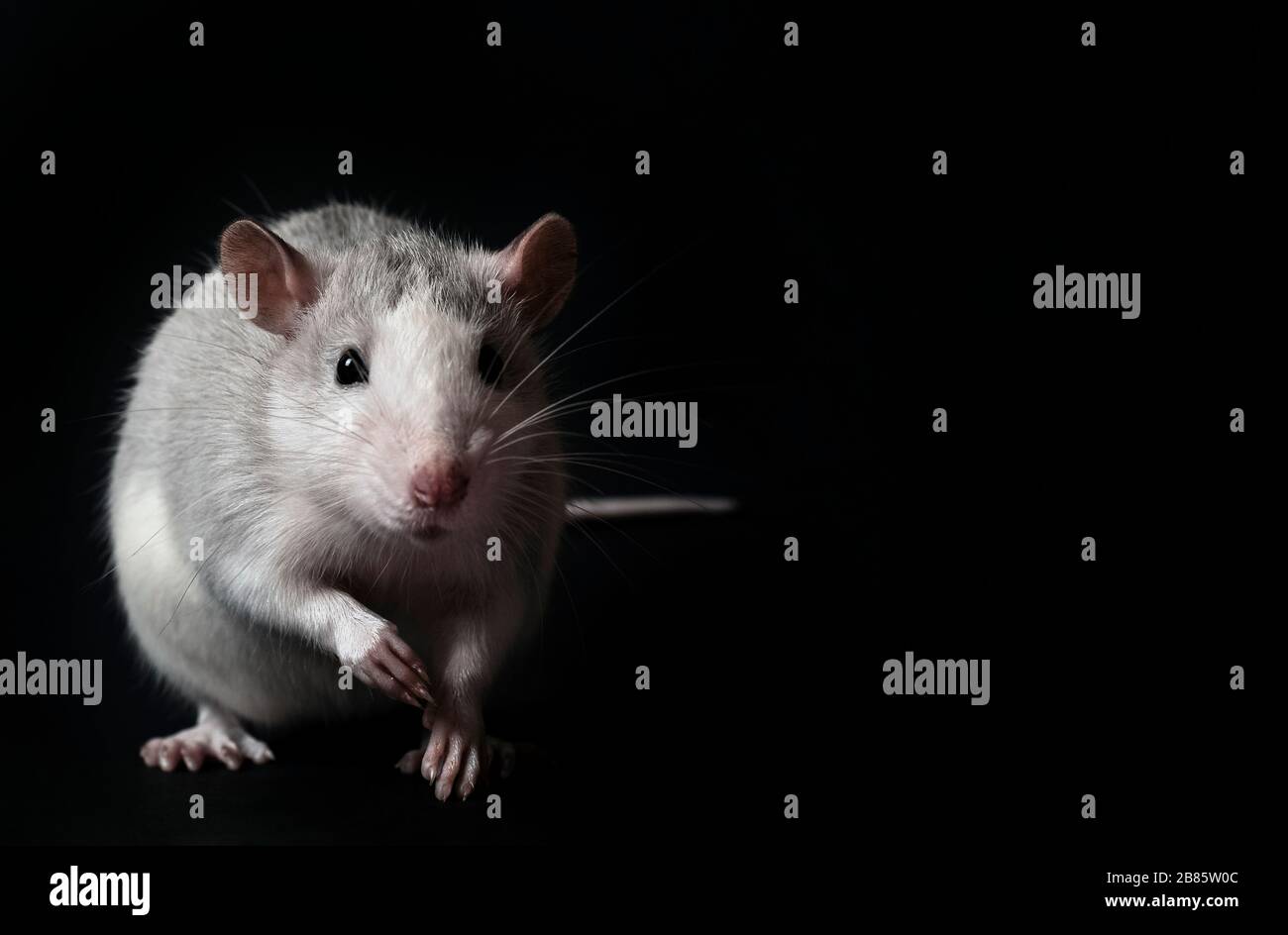 Young gray rat isolated on black background. Rodent pets. Domesticated ...