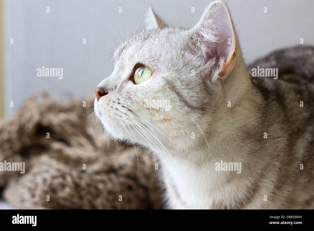 Portrait of britain cat over white background Stock Photo - Alamy