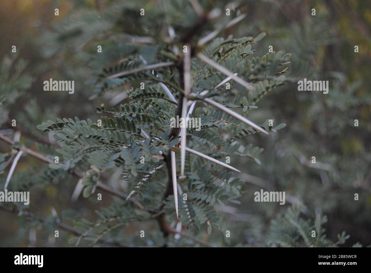 Acacia Tree tree thorns in soft lighting Stock Photo - Alamy