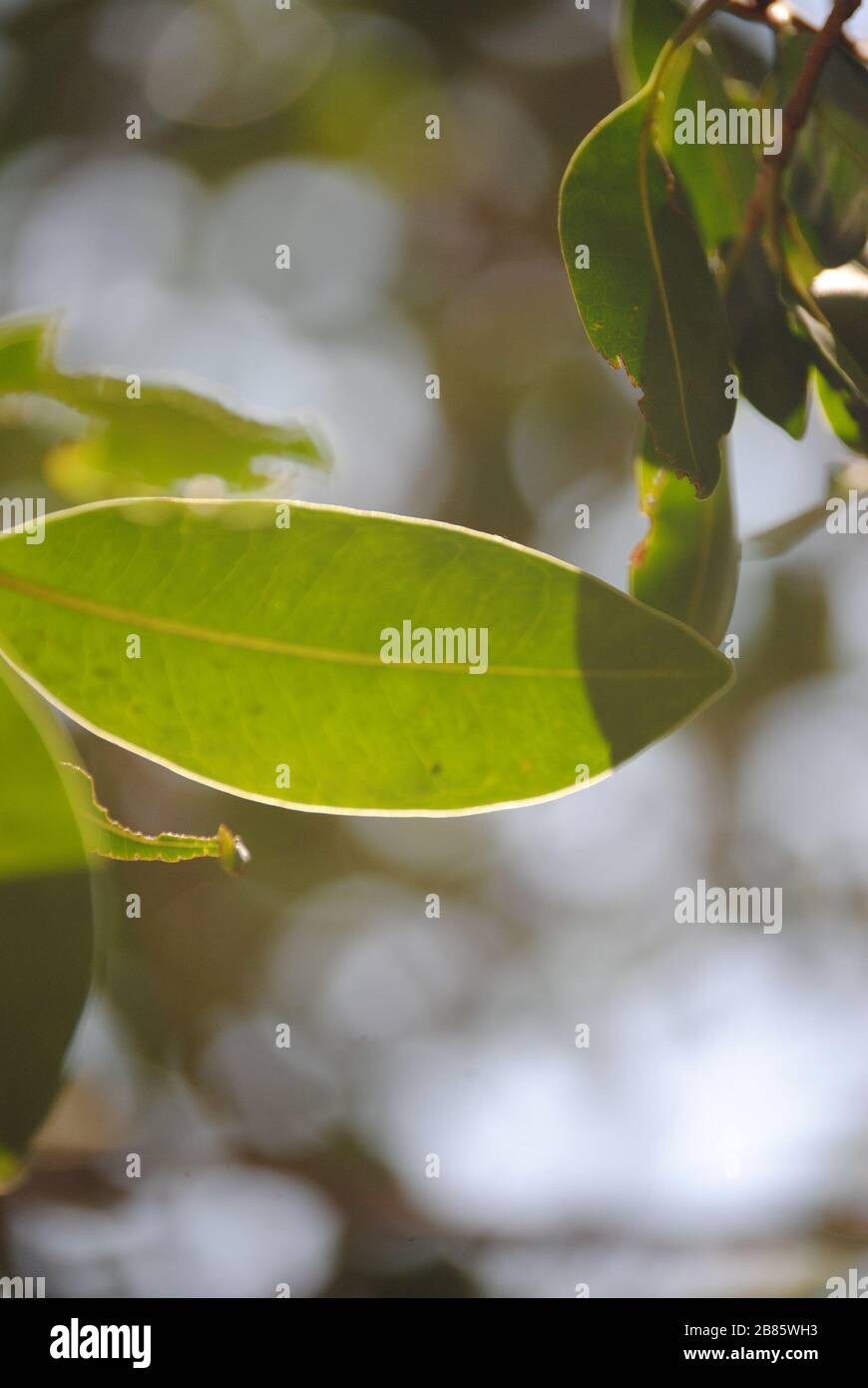 Light filtering through leaves Stock Photo - Alamy