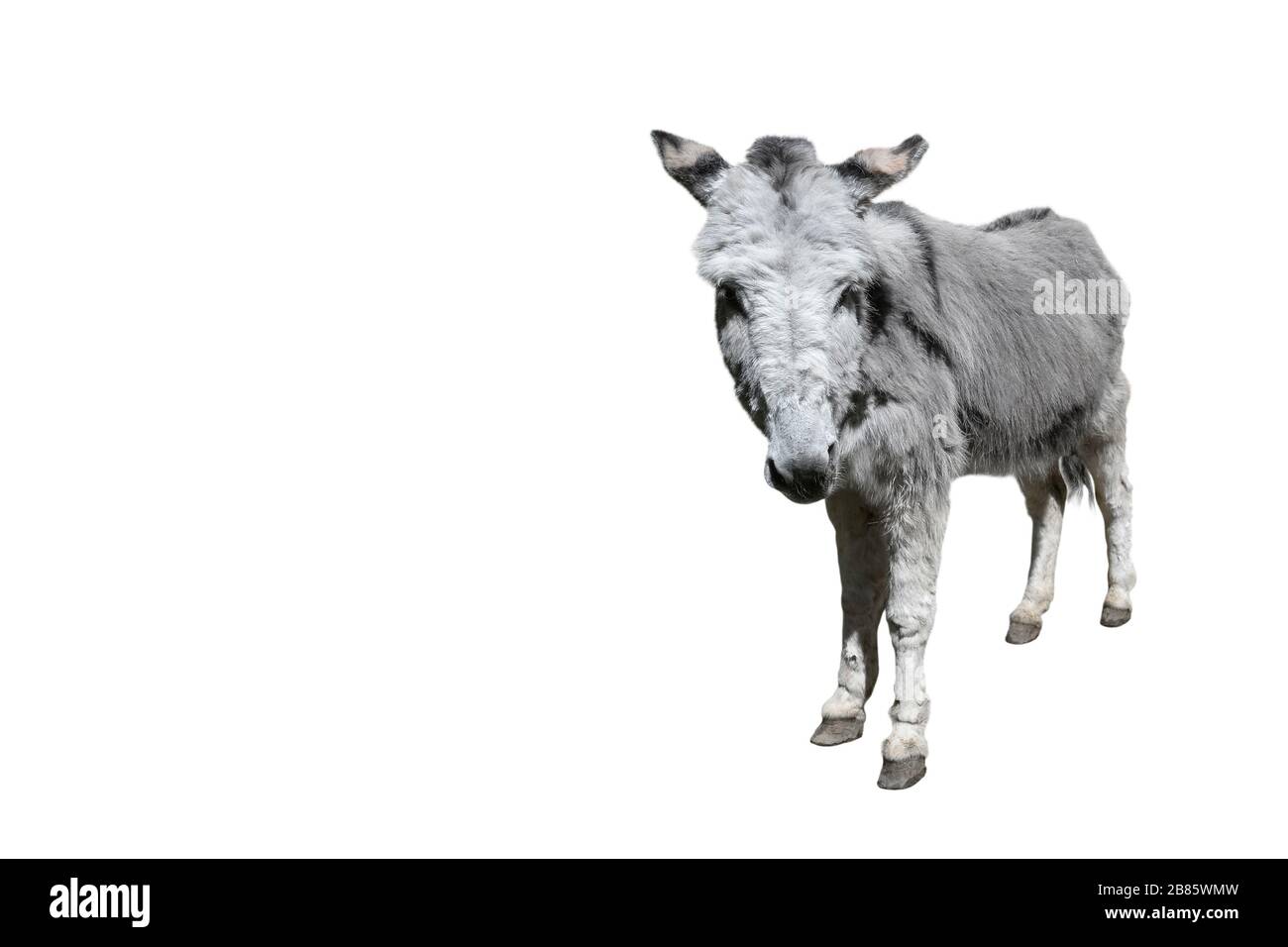 Donkey full length isolated on white. Funny fluffy gray donkey standing ...