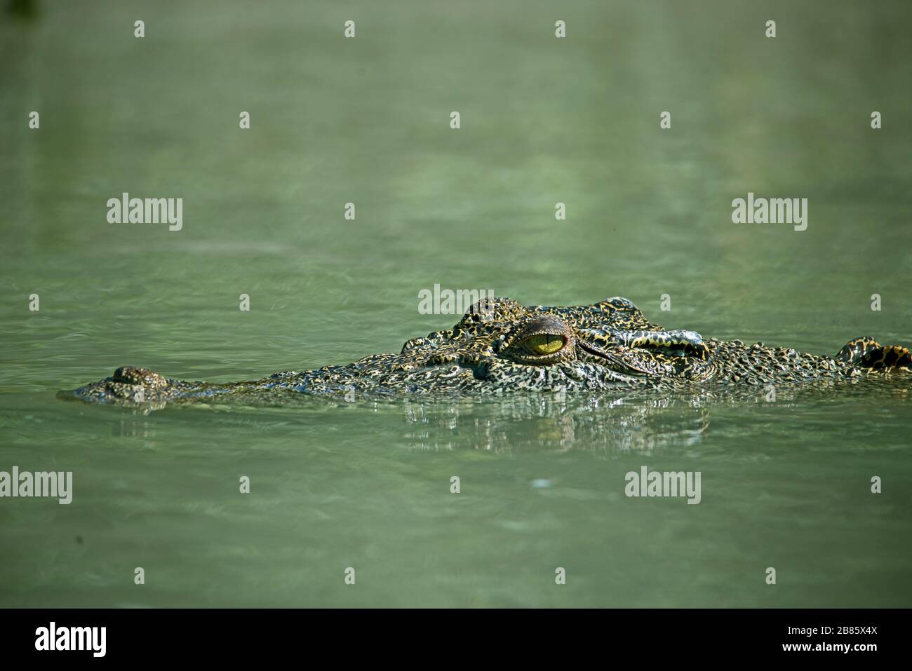 saltwater crocodile, estuarine crocodile or indo-pacific crocodile ...