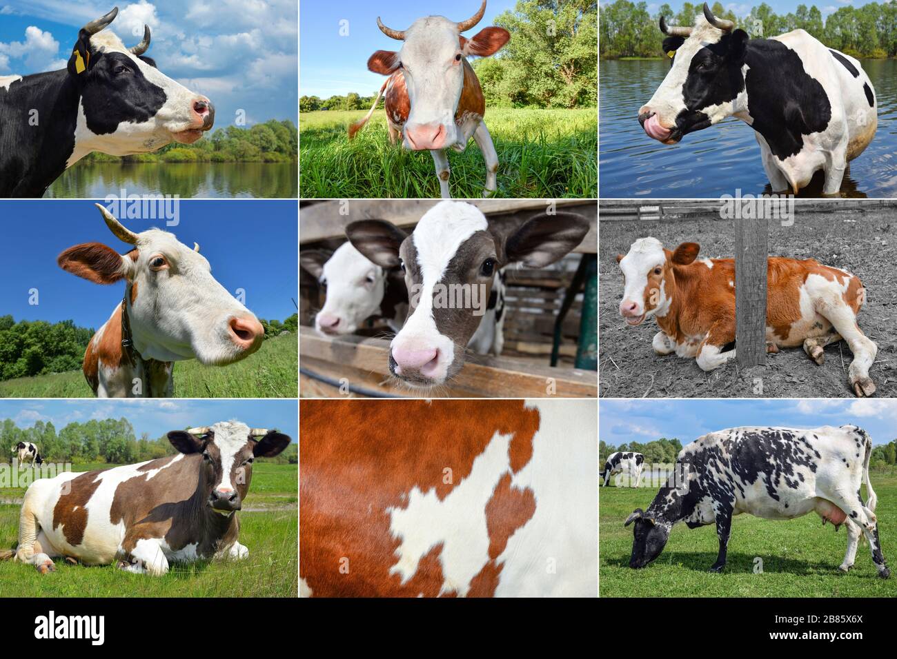Collage of grazing cows and cattles on the field. Farm animals concept ...