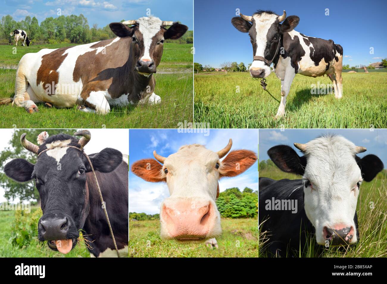 Collage of grazing cows and cattles on the field. Farm animals concept ...