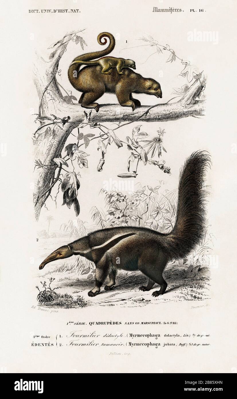 Giant anteater myrmecophaga tridactyla female hi-res stock photography ...