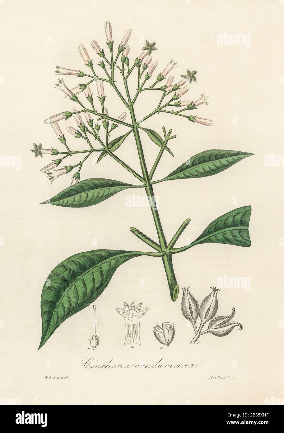 Cinchona flower hi-res stock photography and images - Alamy