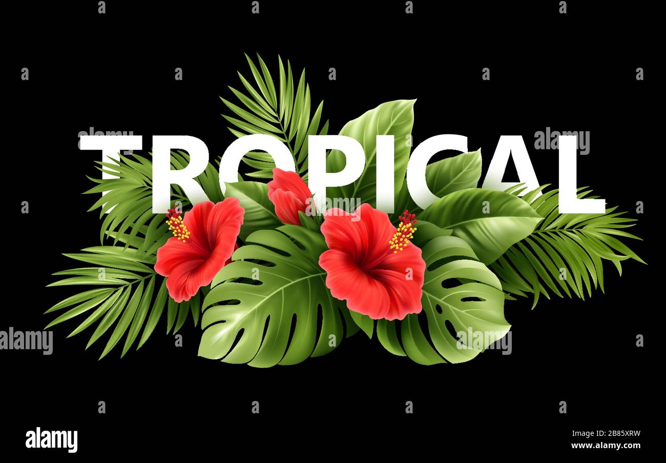 Exotic Tropical hibiscus flowers and monstera leaves, palm leaves of ...