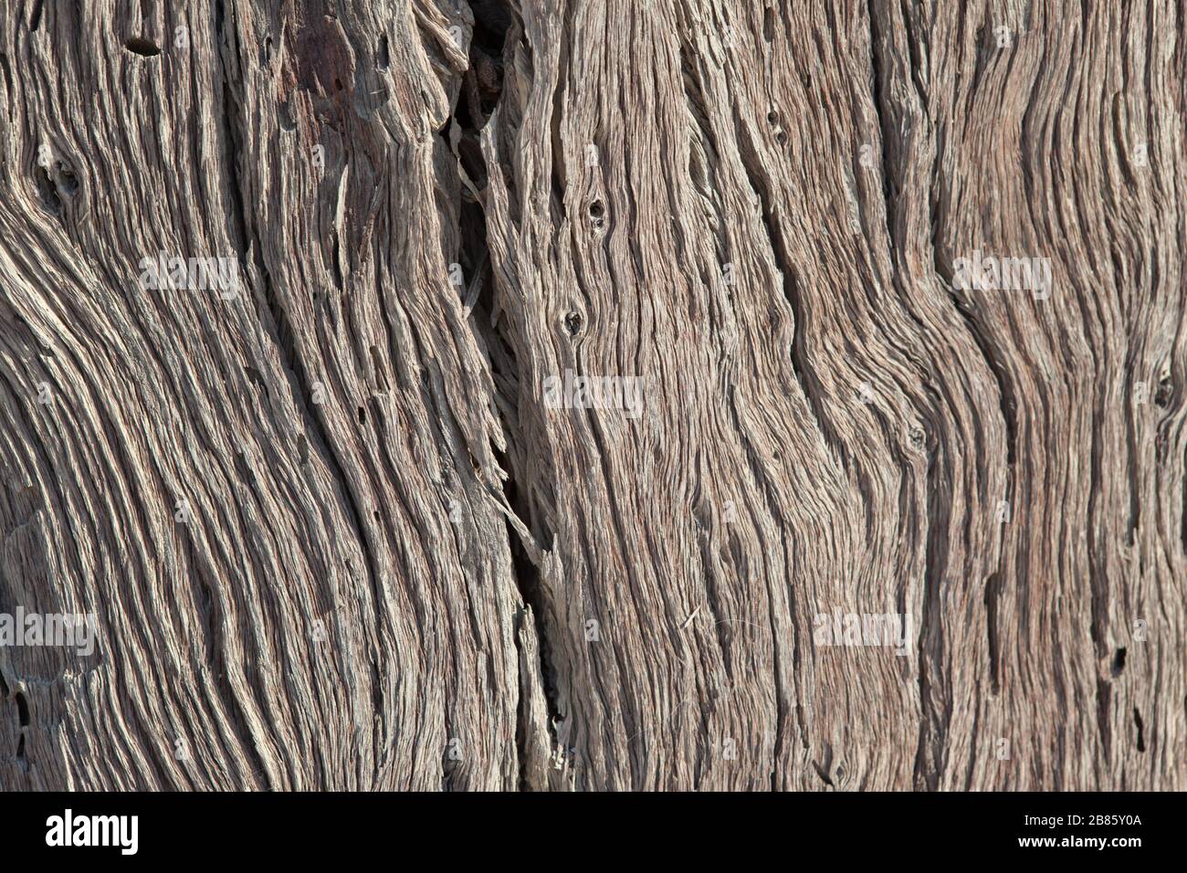 Wooden tree texture Sossusvlei Stock Photo - Alamy