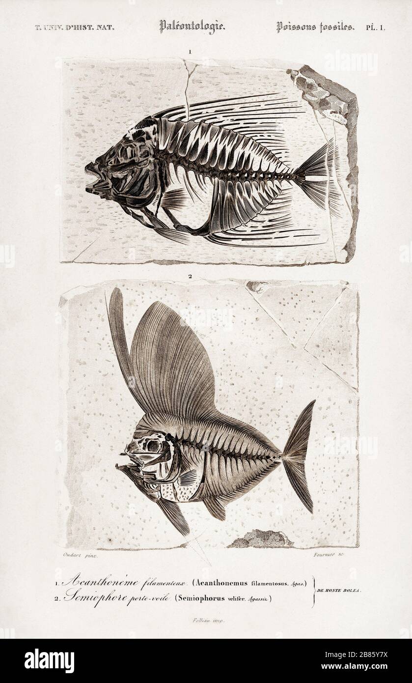 Marine ray finned fish hi-res stock photography and images - Alamy