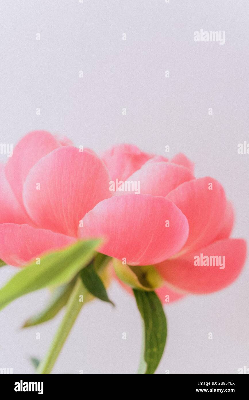 Pfingstrosen design hi-res stock photography and images - Alamy