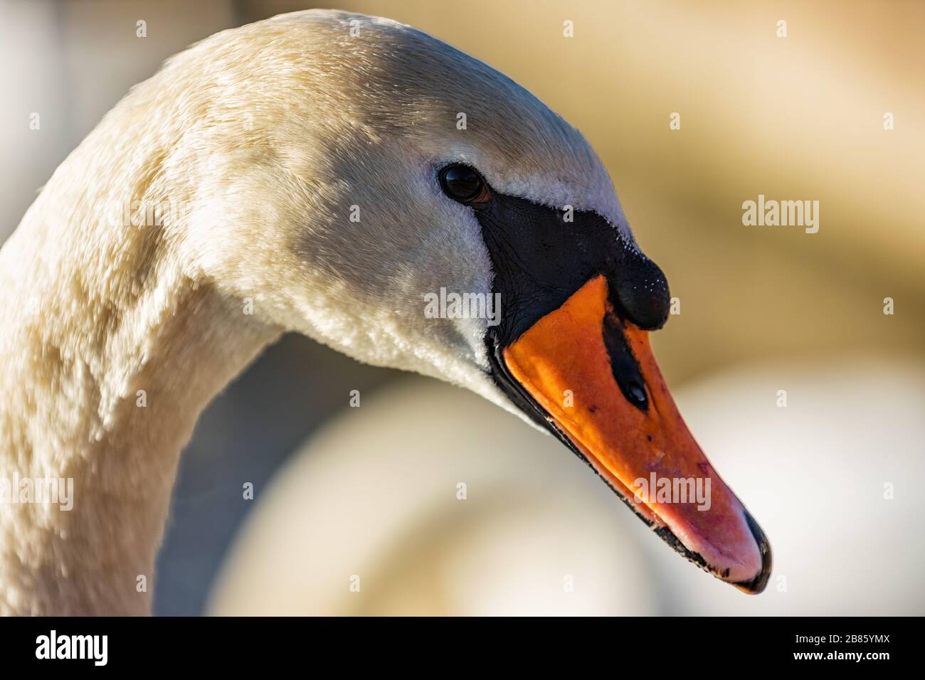 Swan close up in Lac Leman Lausanne Switzerland Stock Photo - Alamy