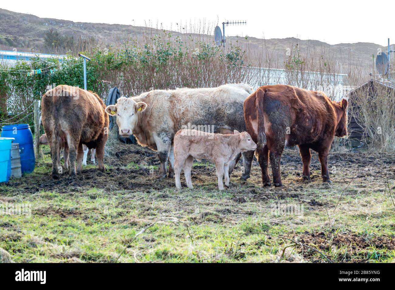 White highland cow in green field hi-res stock photography and images ...