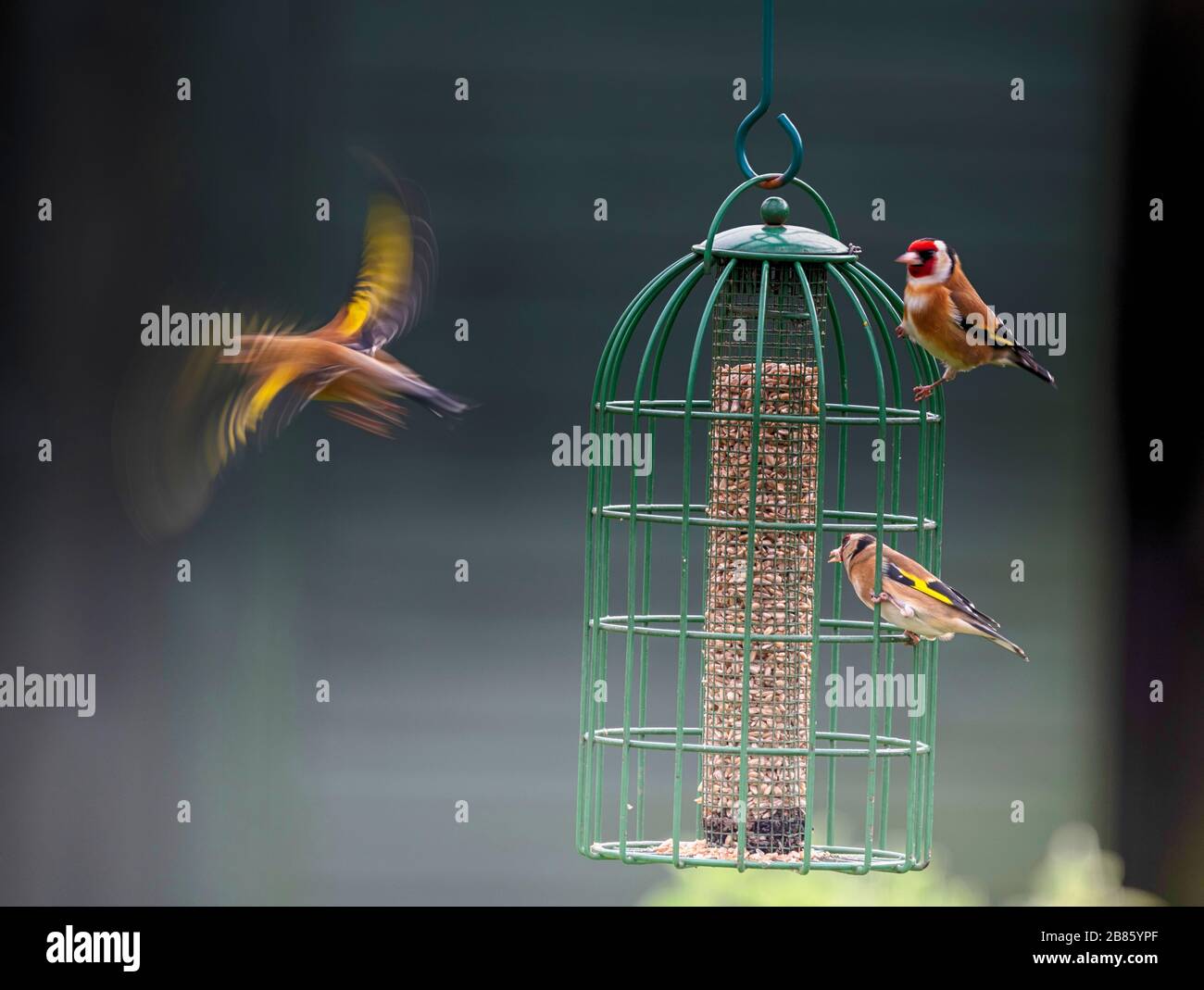 Flies and garden finches hi-res stock photography and images - Alamy