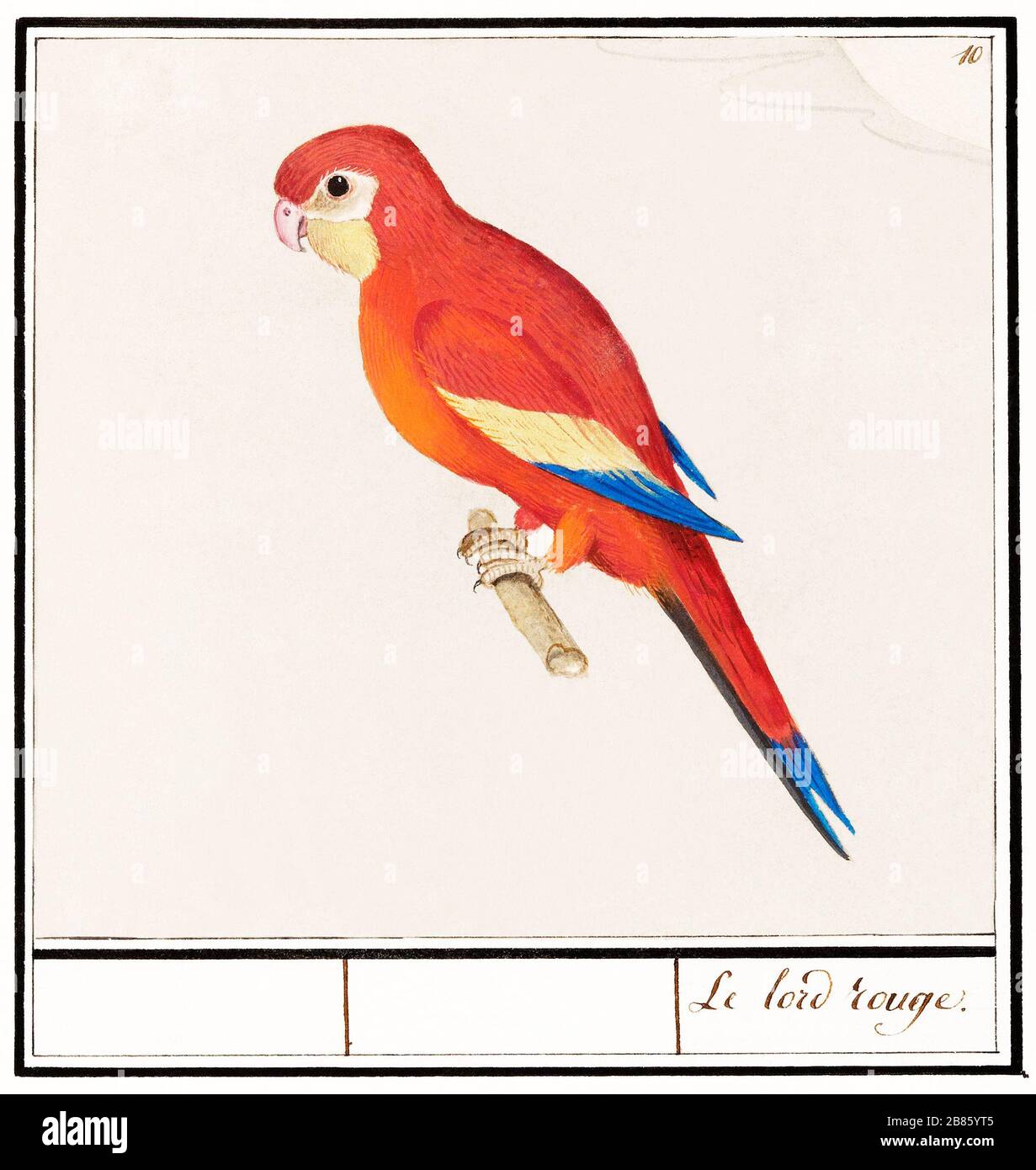 Zebra parrot hi-res stock photography and images - Alamy