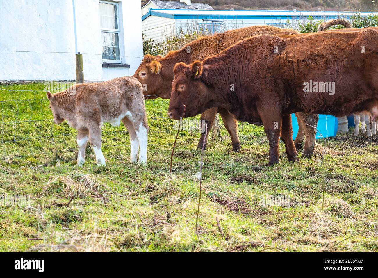 Beef cattle donegal hi-res stock photography and images - Alamy
