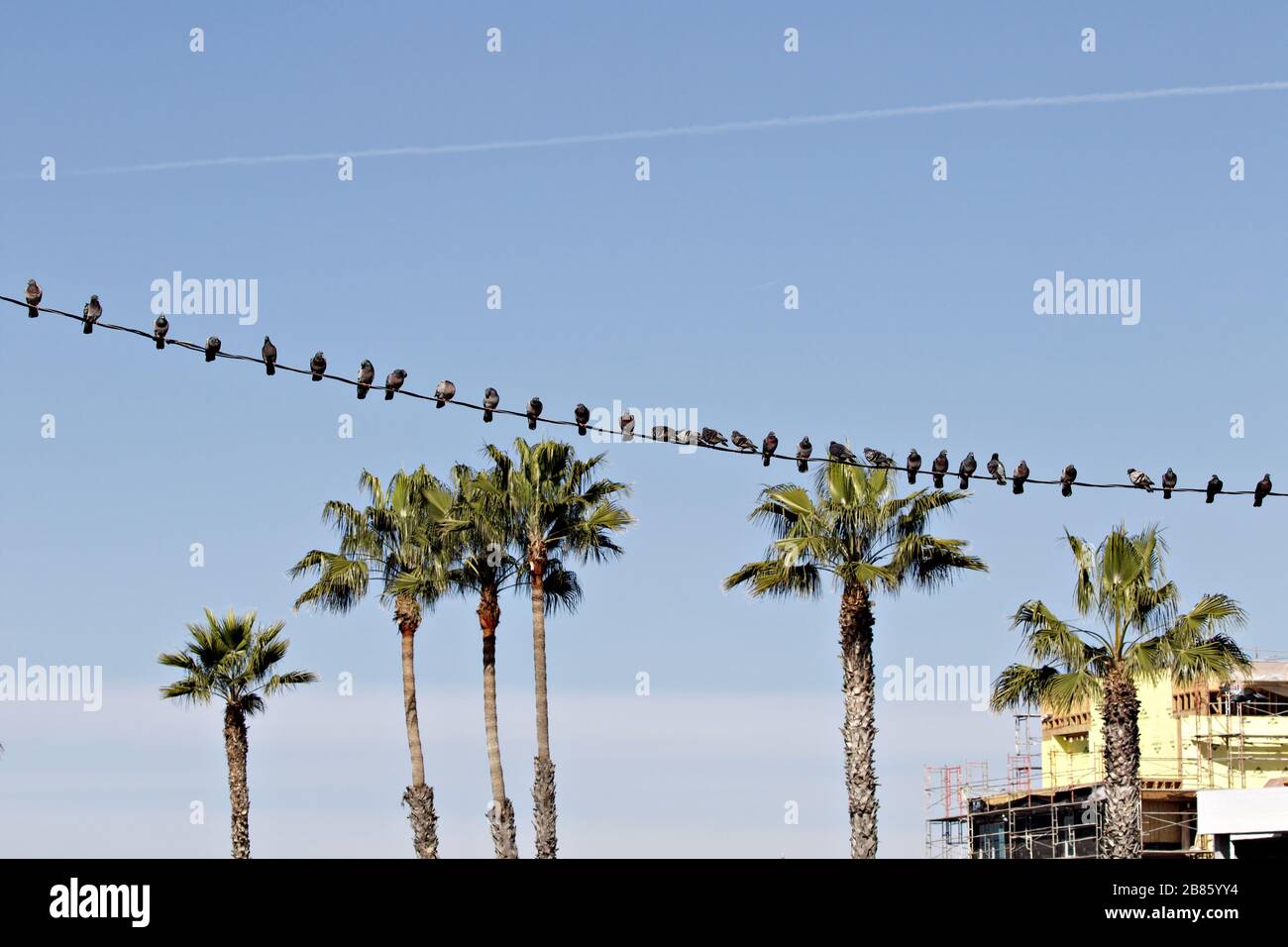 Pigeons on a wire hi-res stock photography and images - Alamy