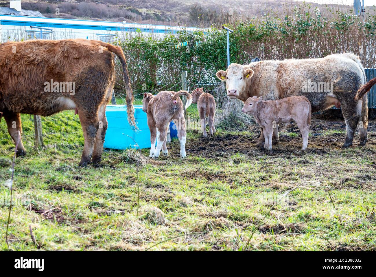 Beef cattle donegal hi-res stock photography and images - Alamy