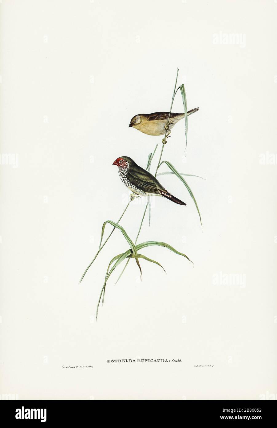 Red Tailed Finch High Resolution Stock Photography and Images - Alamy