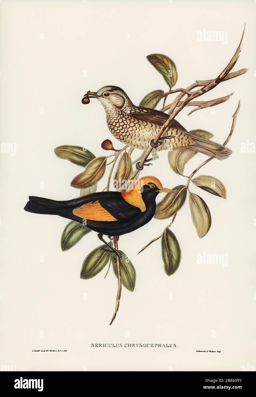 Regent bird hi-res stock photography and images - Alamy