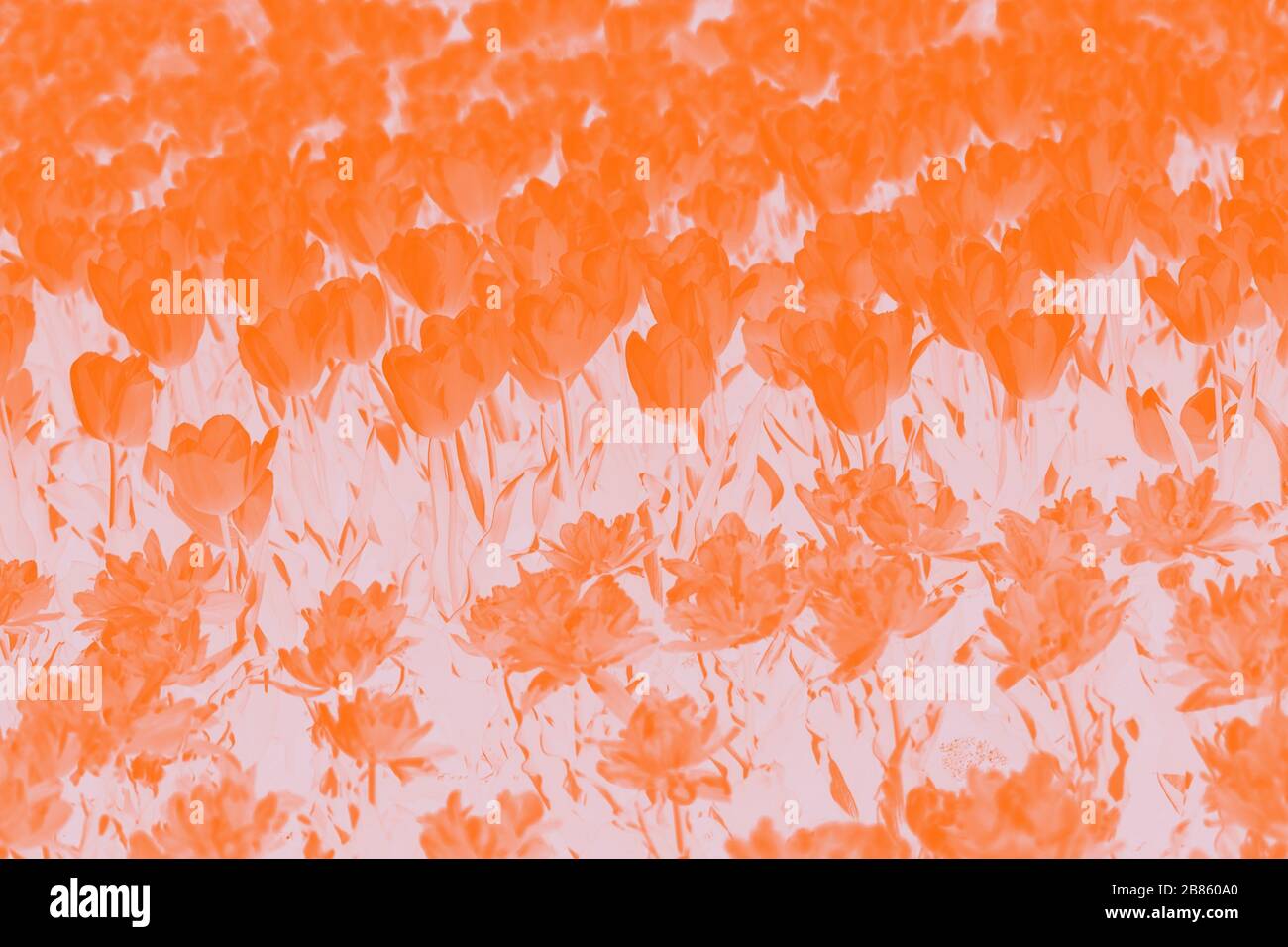 Blooming tulips flowers background. Orange gradient background with ...