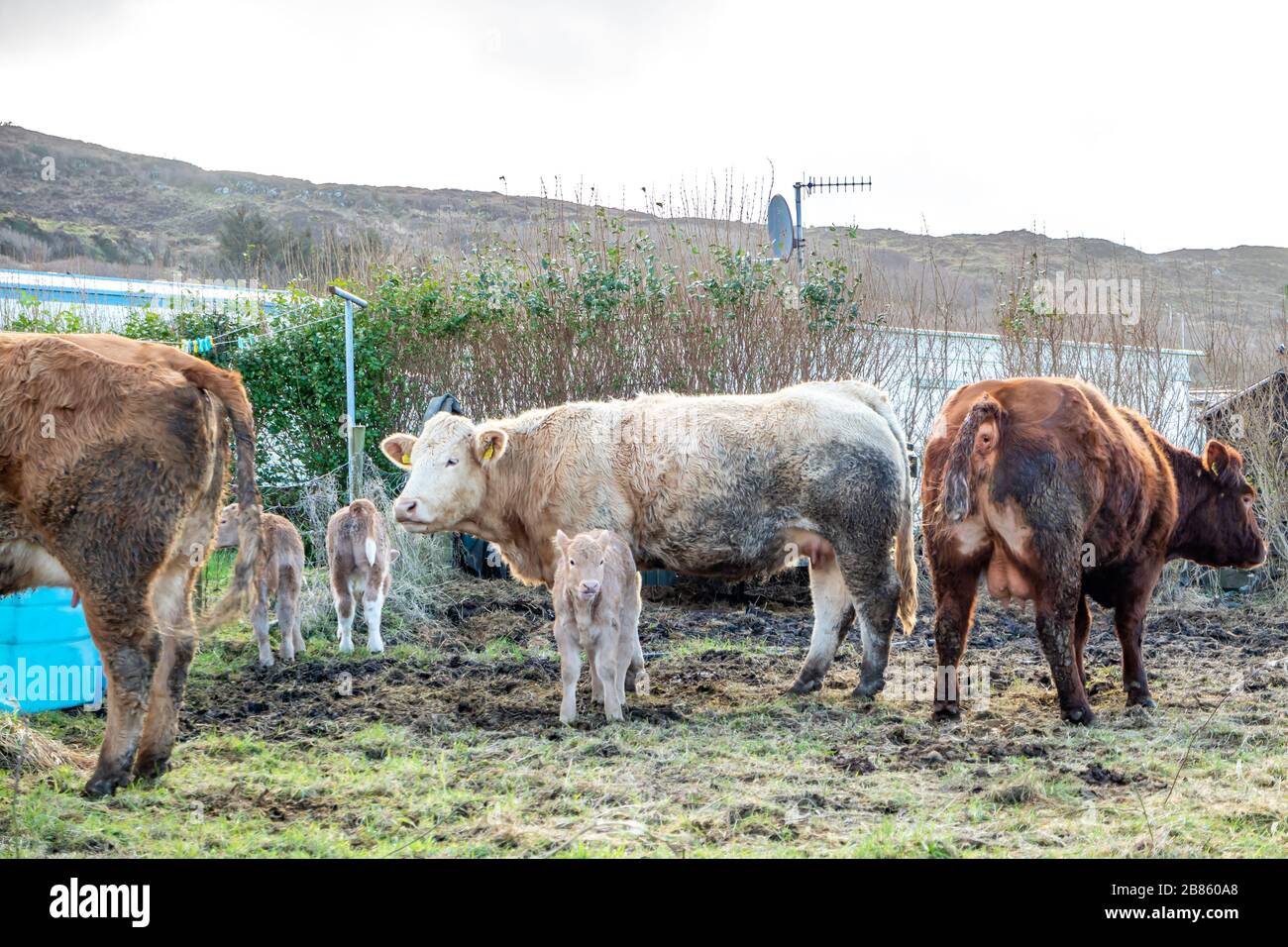Young Cows Ireland High Resolution Stock Photography and Images - Alamy