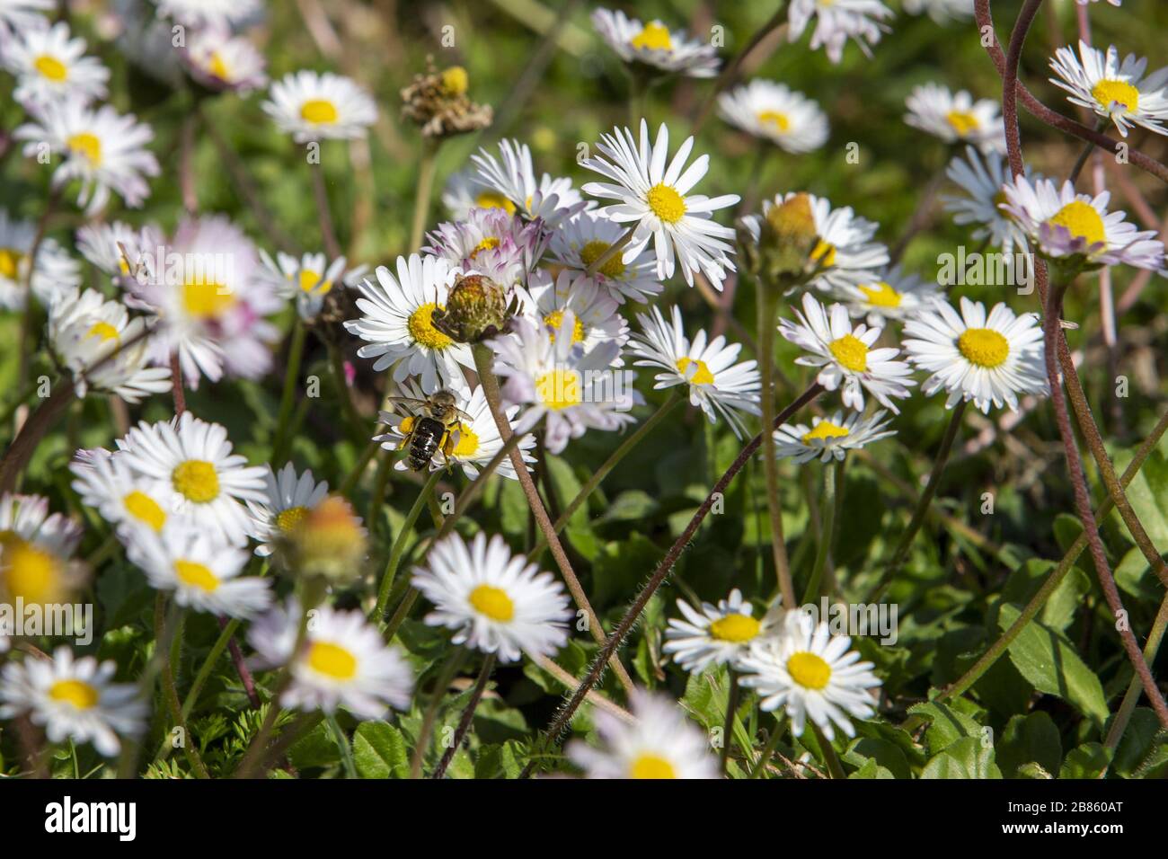 Daisies lawn bee hi-res stock photography and images - Alamy