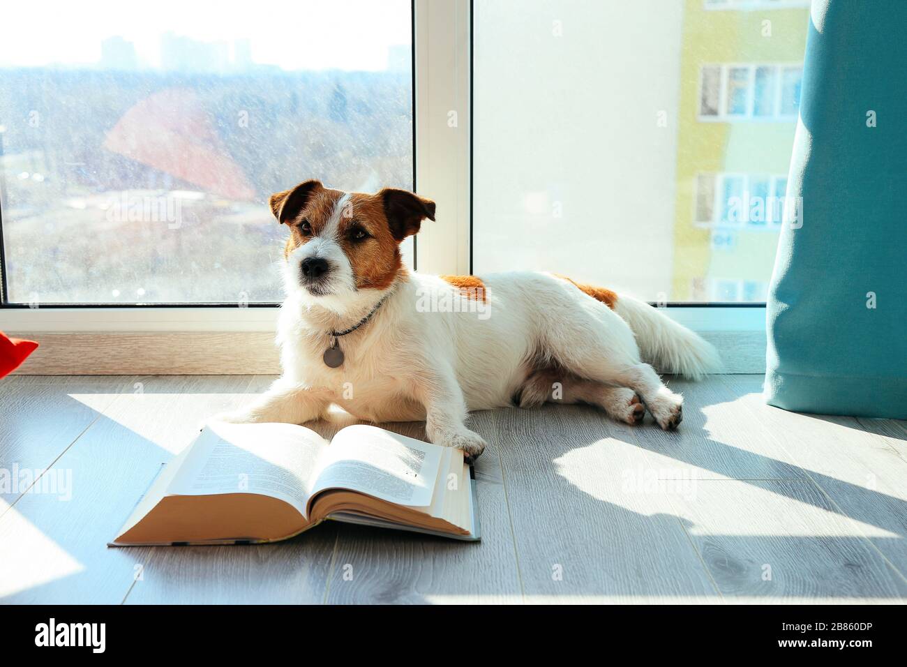 Intelligent Dog Jack Russell reading book next to the window ...