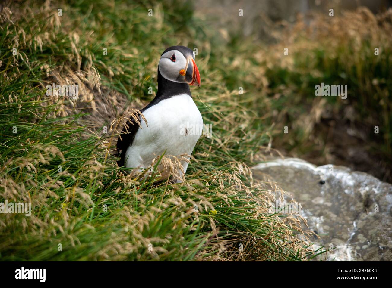 The Atlantic puffin, also known as the common puffin Stock Photo - Alamy
