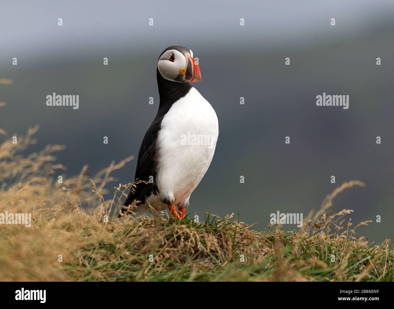 The Atlantic puffin, also known as the common puffin Stock Photo - Alamy