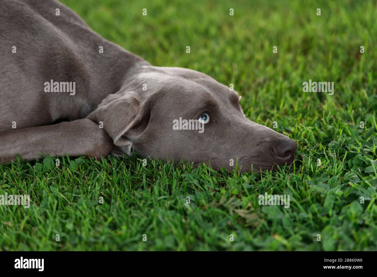 Weimaraner grey hunting dog lying on the green lawn. Close portrait ...