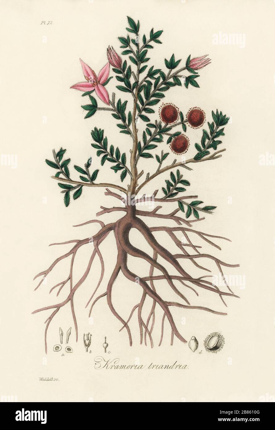 Rhatany hi-res stock photography and images - Alamy