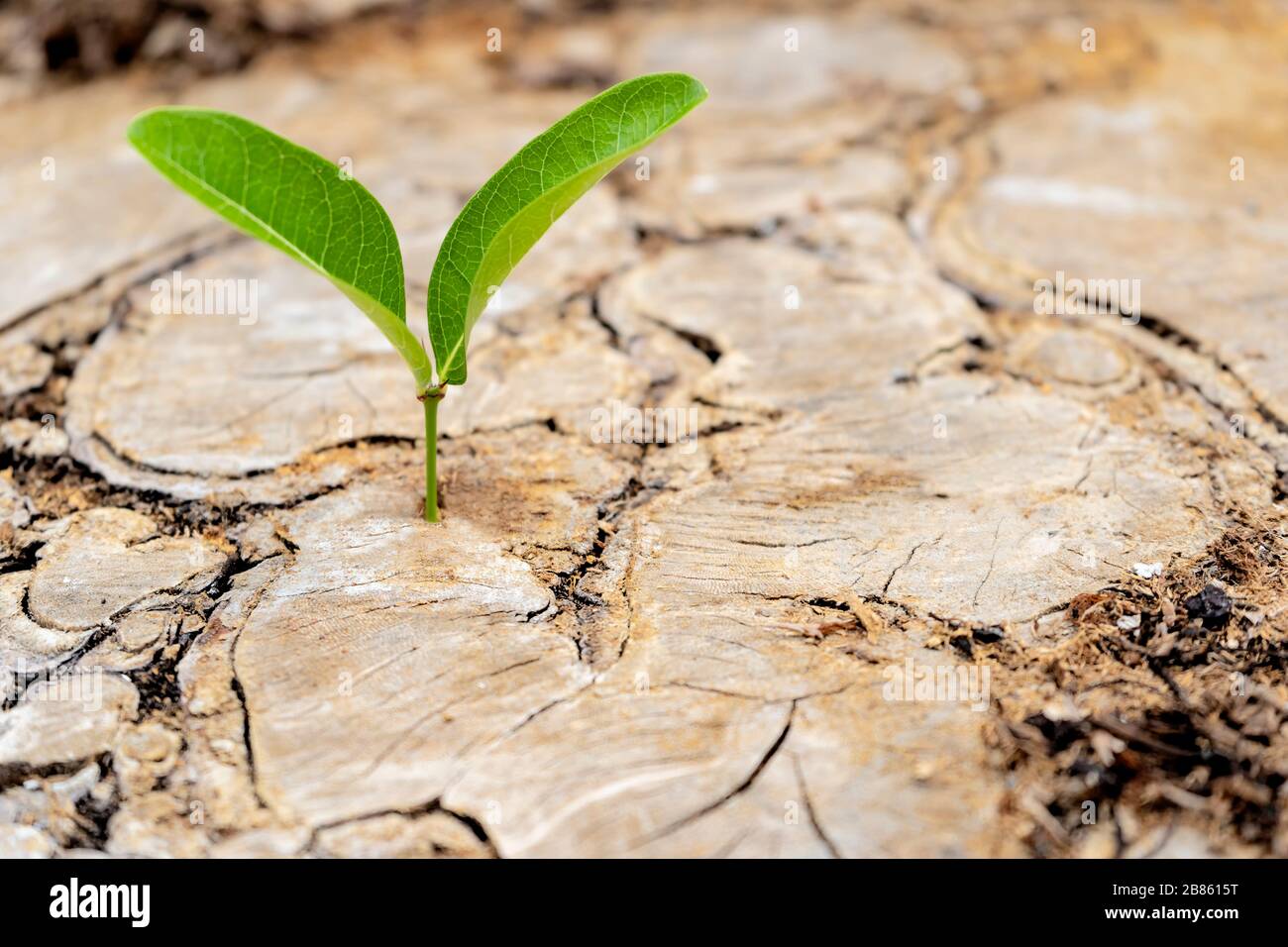 New life idea concept with seedling growing sprout (tree).business ...