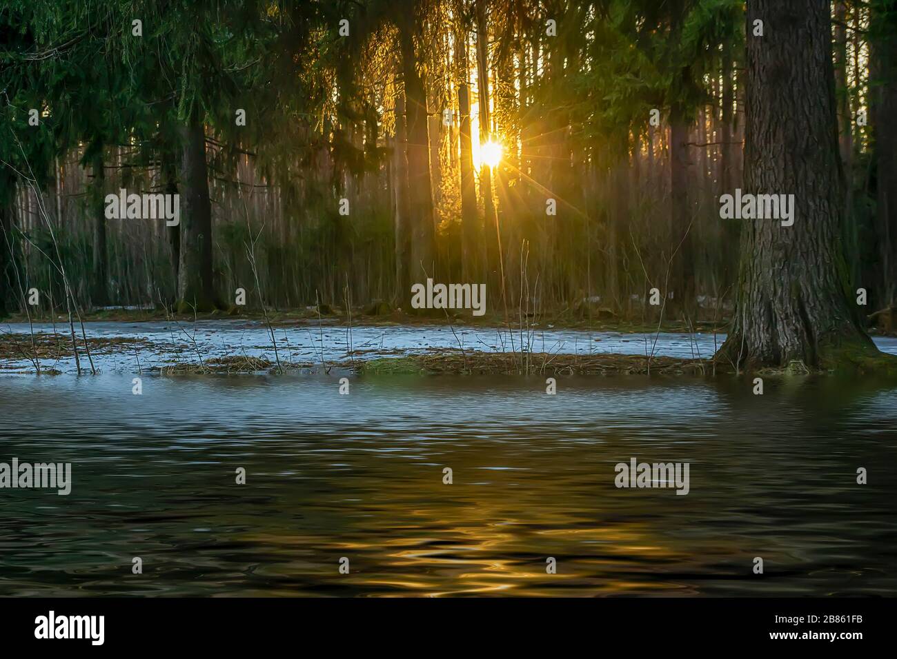 beautiful spring landscape in the forest. setting sun melting snow ...
