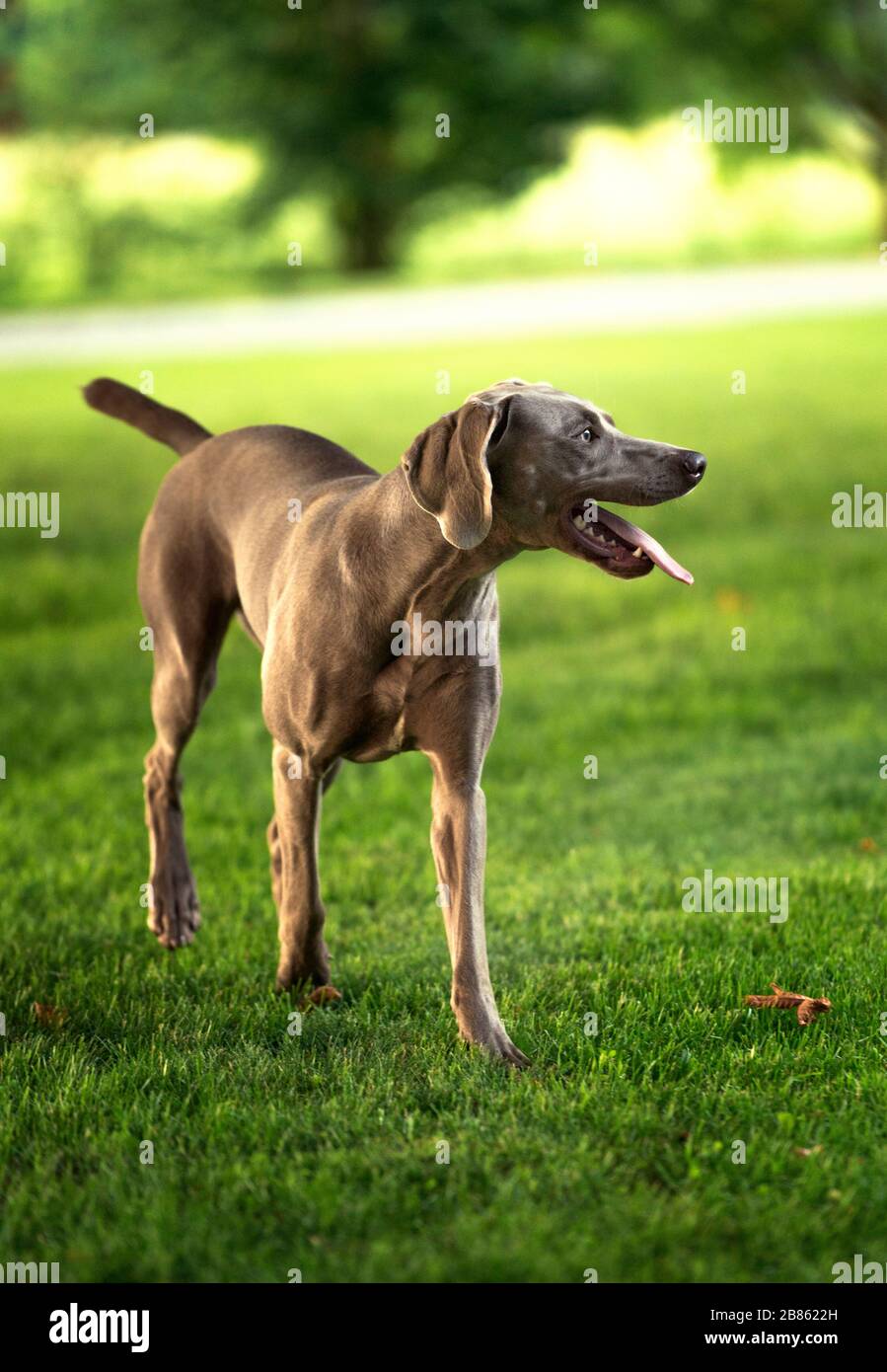 Shorthaired weimaraner hi-res stock photography and images - Alamy
