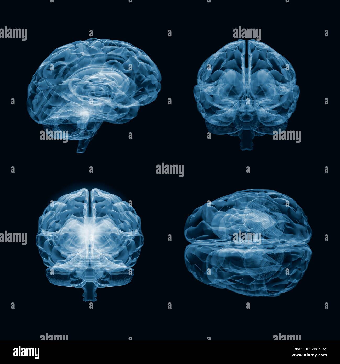 Human brain anatomy hi-res stock photography and images - Alamy