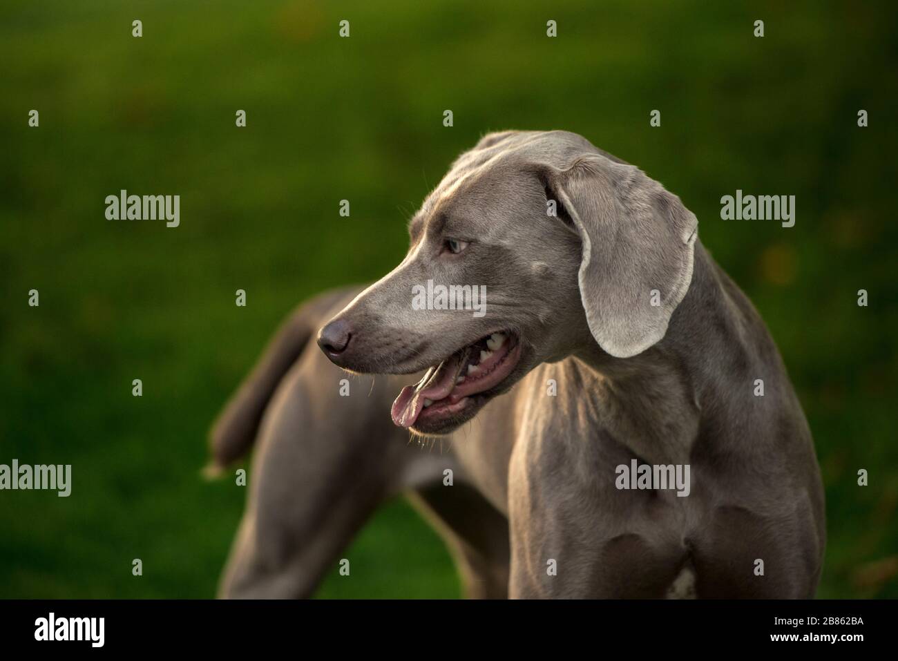 Portrait of a weimaraner breed grey hunting dog in summer park. Happy ...