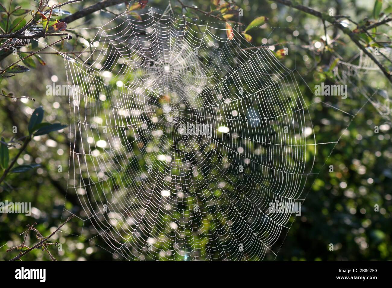 Spider webs in a row Stock Photo - Alamy