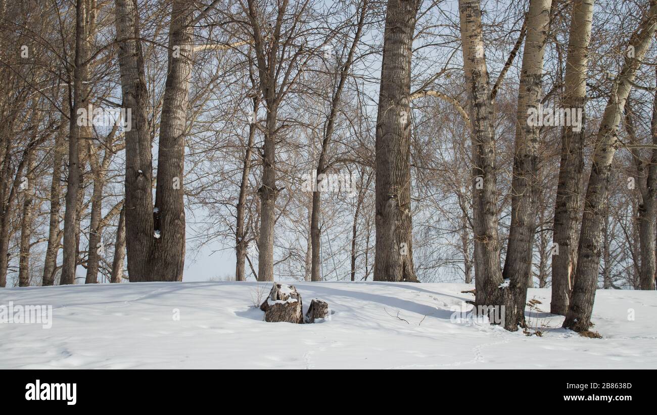 Poplar grove hi-res stock photography and images - Alamy