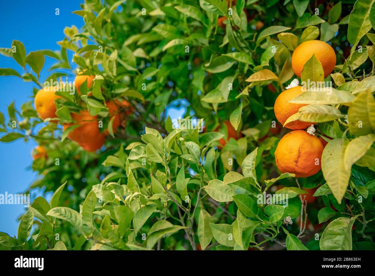 tree with oranges lit by the sun Stock Photo - Alamy