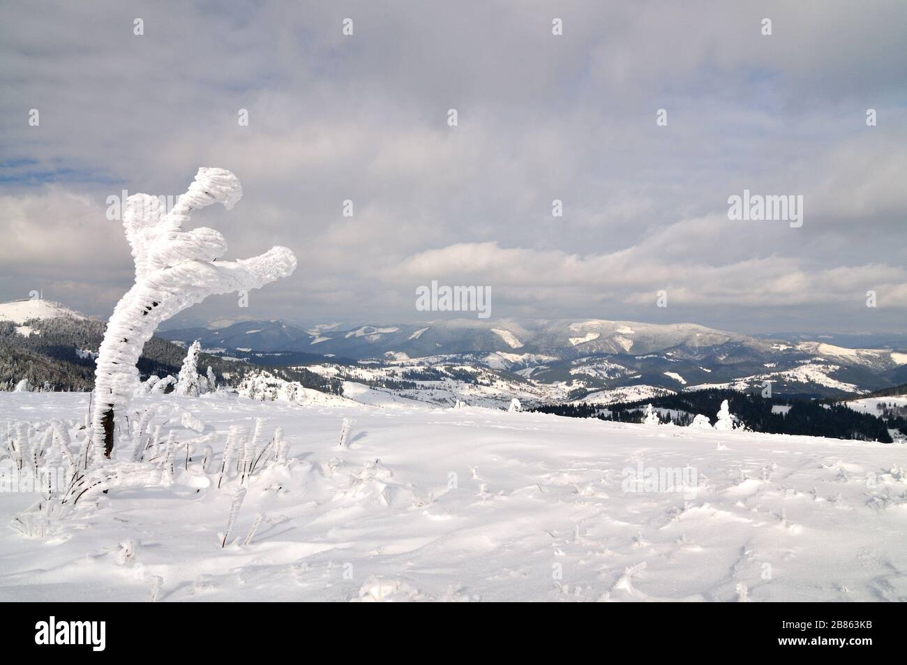 Snow covered small tree on a background of mountains. Northern beauty ...