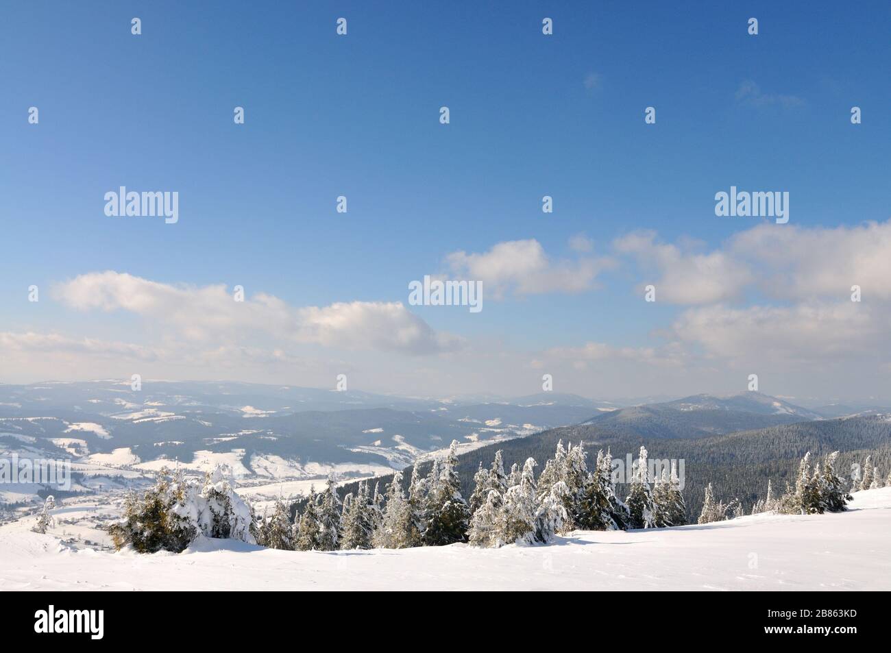 Beautiful snow-covered slope with fir trees covered with snow stand ...