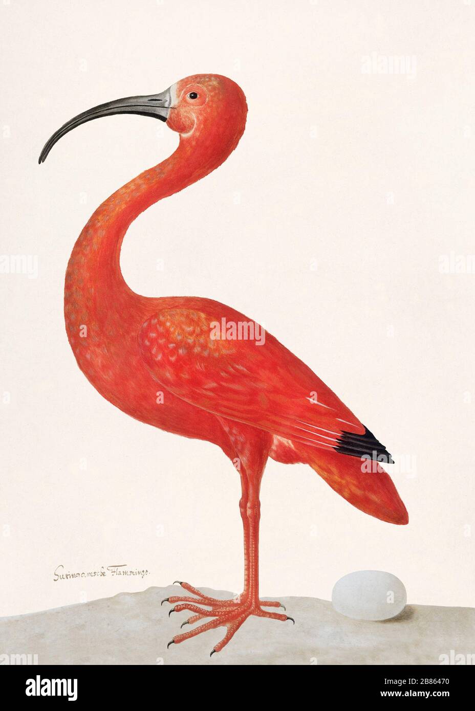 Scarlet Ibis Fly Pattern High Resolution Stock Photography and Images ...