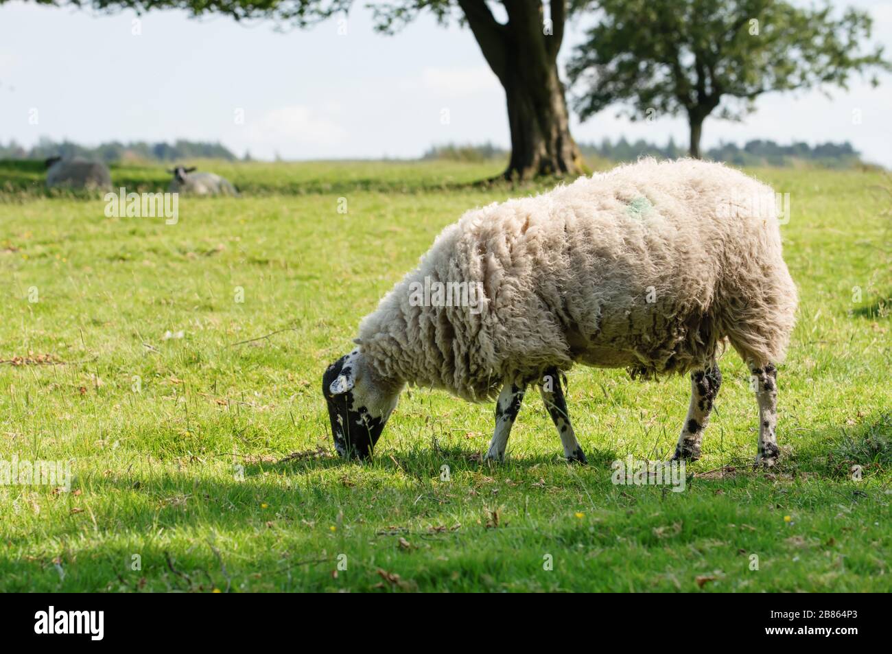 Sheep hug hi-res stock photography and images - Alamy