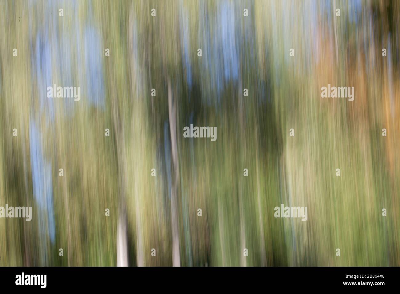Blurry distorted trees in a park, landscape dreamlike, motion blur ...