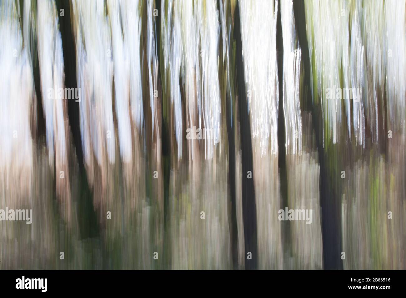 Blurry distorted trees in a park, landscape dreamlike, motion blur ...