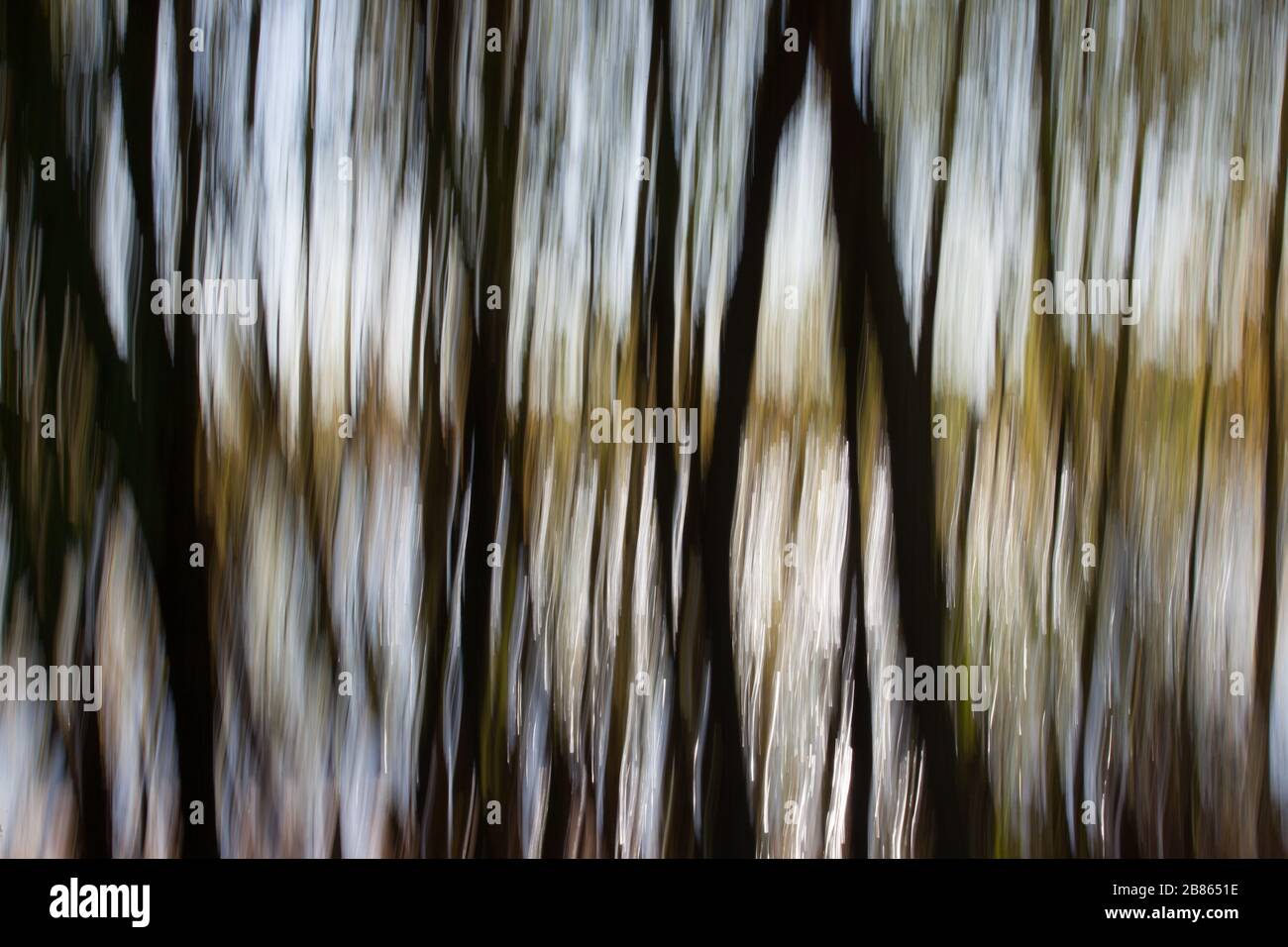 Blurry distorted trees in a park, landscape dreamlike, motion blur ...