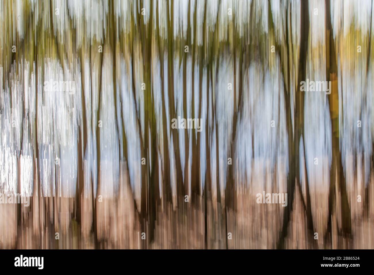 Blurry distorted trees in a park, landscape dreamlike, motion blur ...