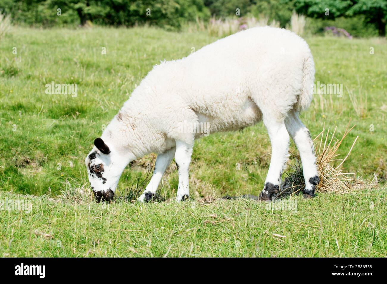 The grazing cut little sheep on the meadow looking at camera Stock ...