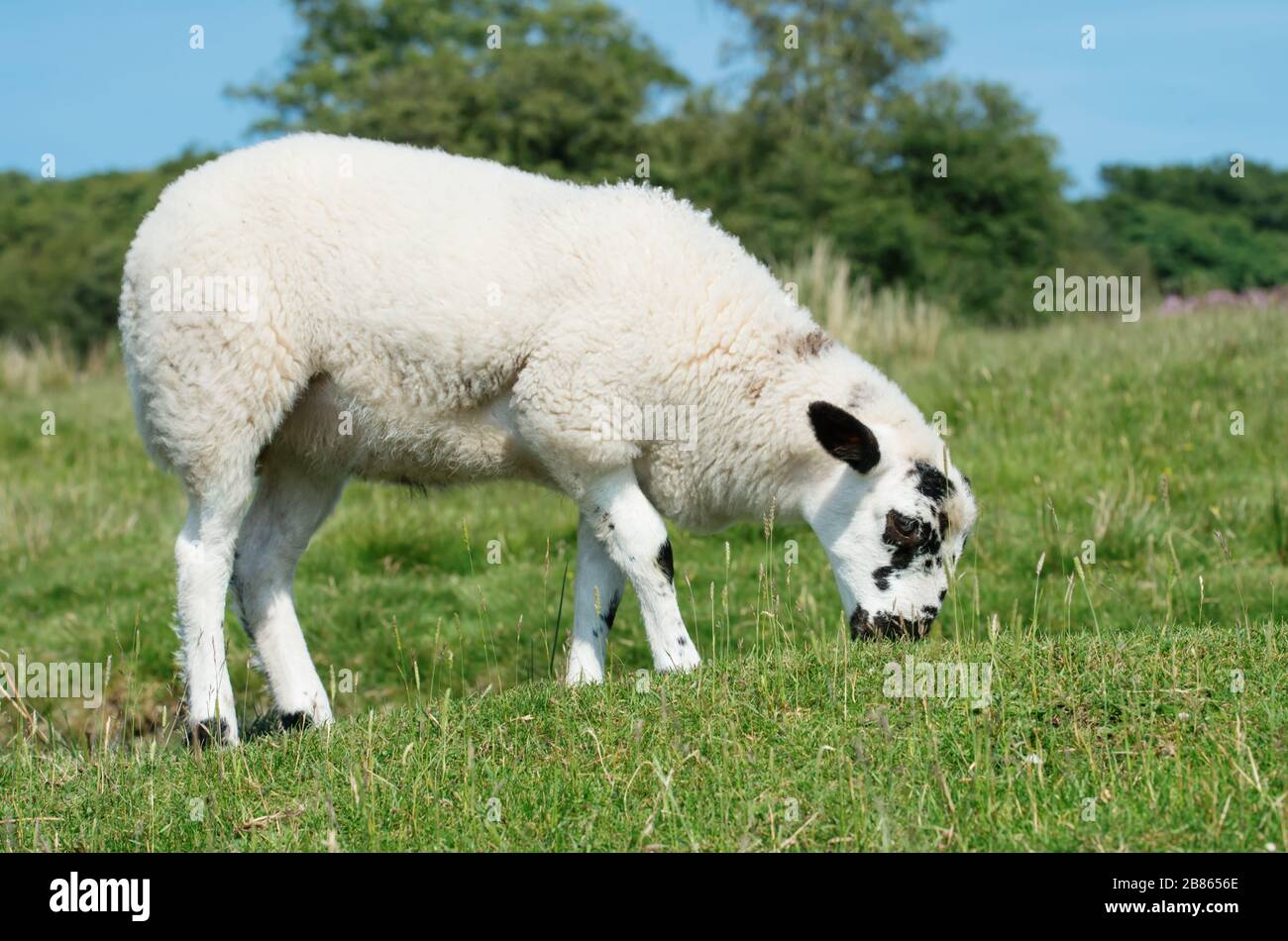 The grazing cut little sheep on the meadow looking at camera Stock ...