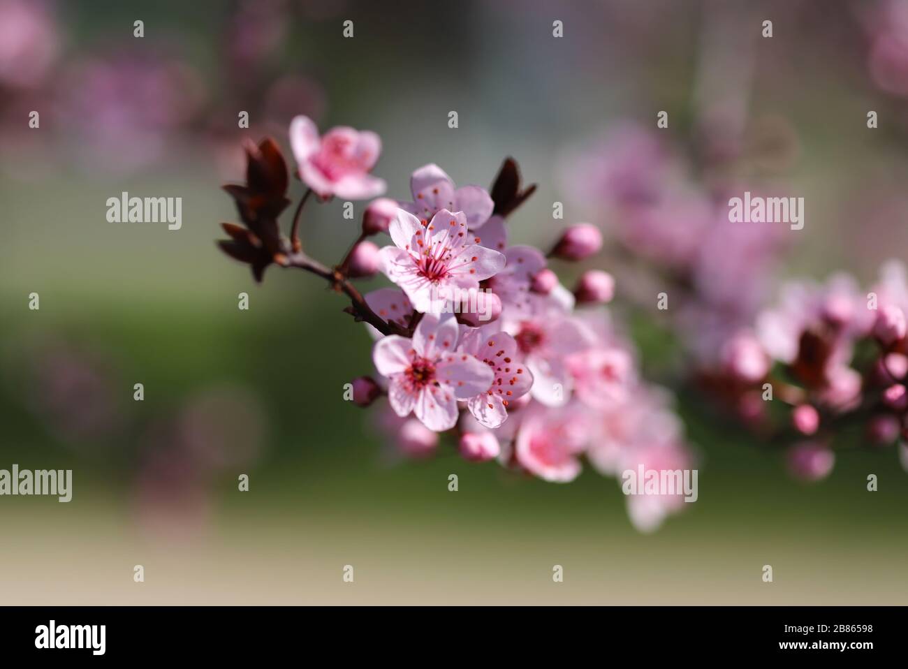 Beautiful spring flowers in blossom Stock Photo - Alamy